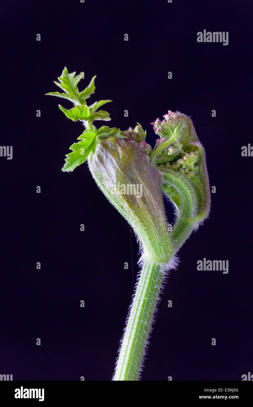 Hogweed Heracleum sphondylium bud showing flowers ready to burst out ...
