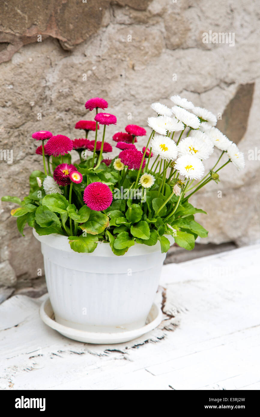 Pot nature hi-res stock photography and images - Alamy