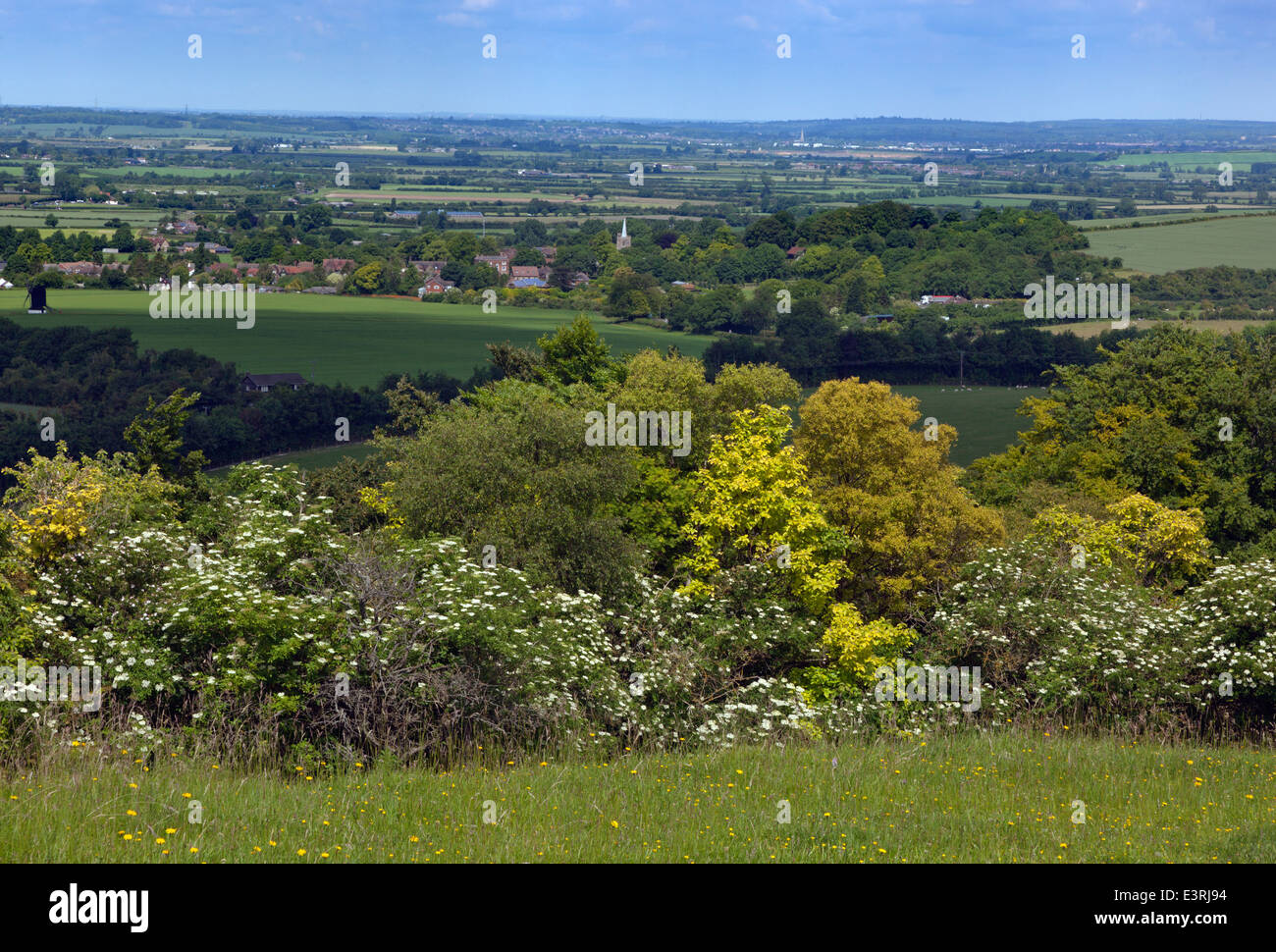 On the Ridgeway path Chiltern Downland towards Ivinghoe Bucks UK June ...