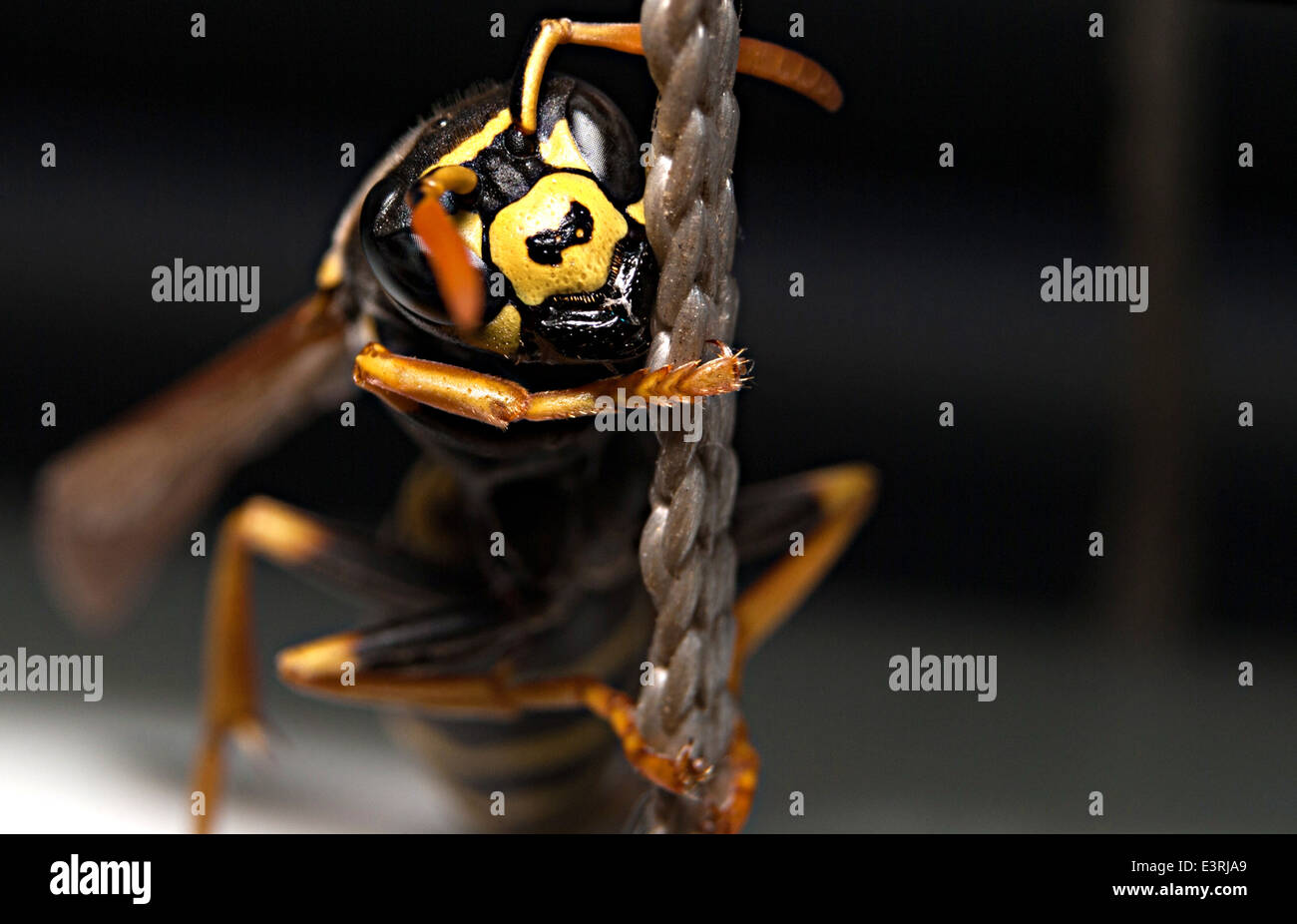 Wasp on little rope closeup photo (Vespula vulgaris Stock Photo - Alamy