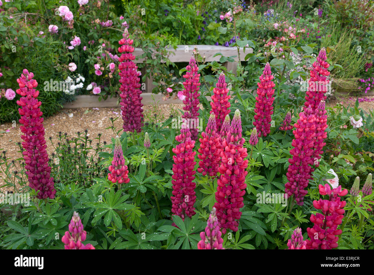 Lupin Red Rum Perennial in herbaceous border Stock Photo - Alamy