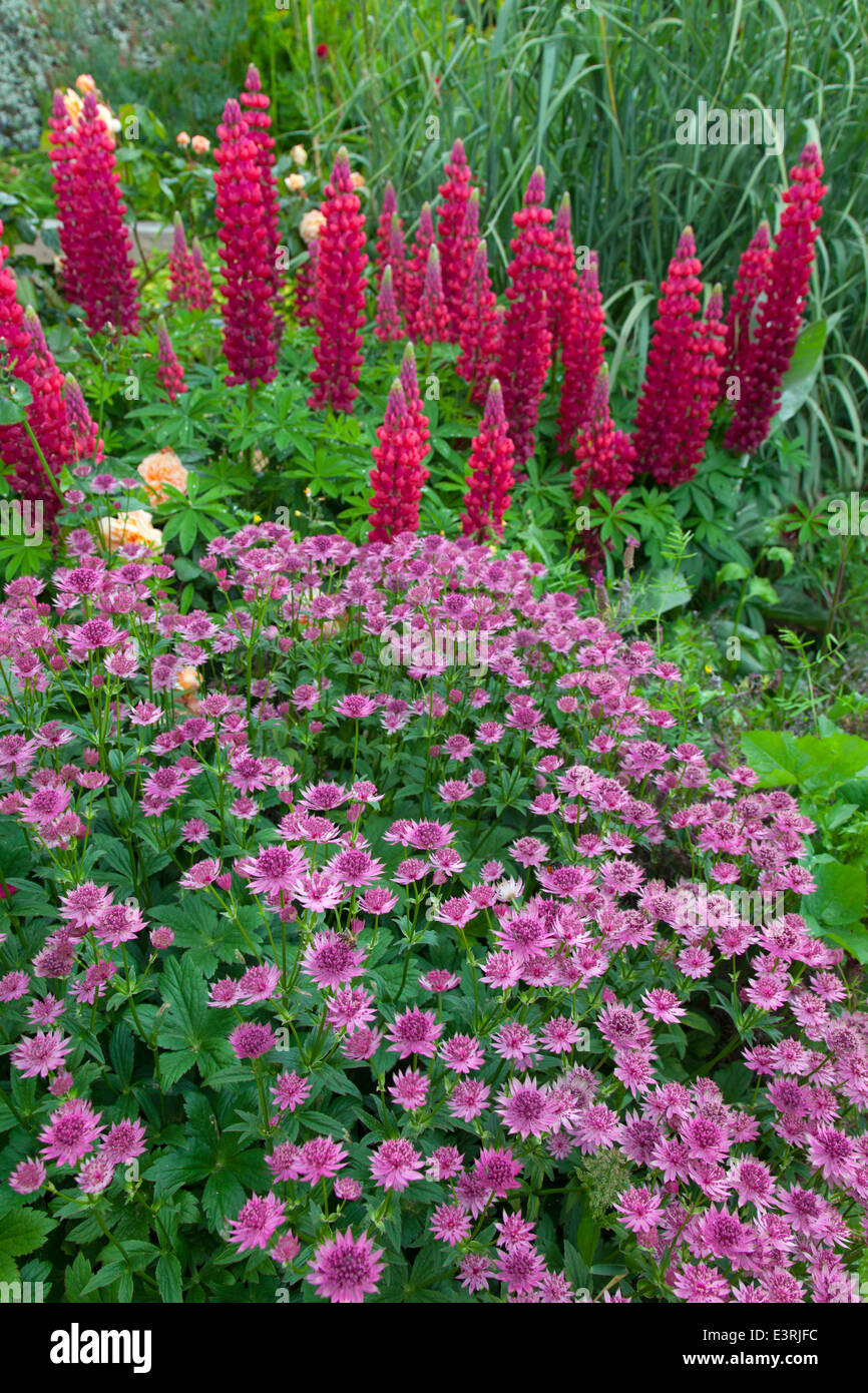 Lupin Red Rum Perennial in herbaceous border Stock Photo - Alamy