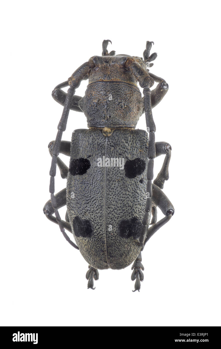 Morimus hi-res stock photography and images - Alamy