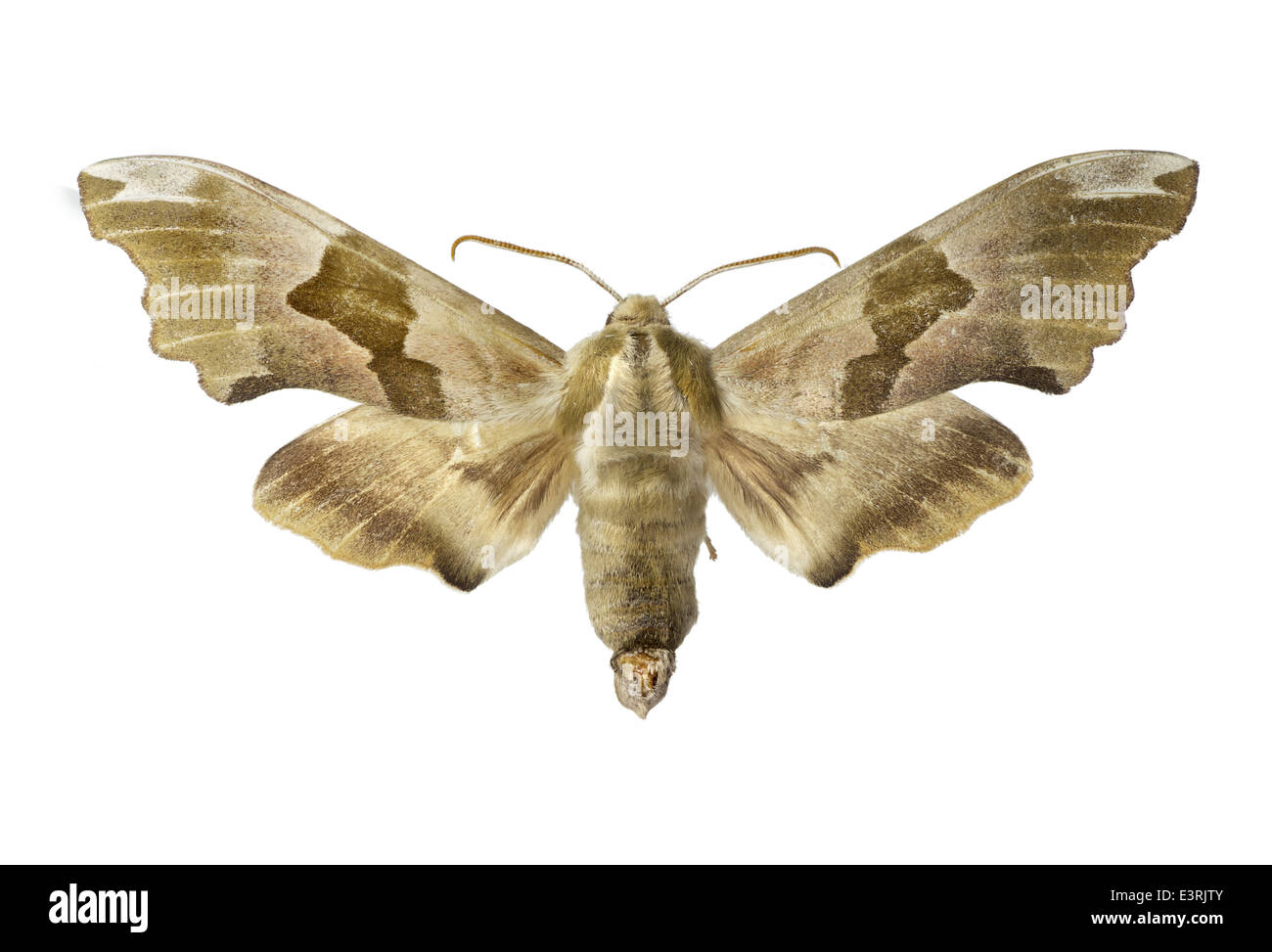 Lepidoptera; Sphingidae; Marumba quercus; Denis & Schiffermuller 1775 ...