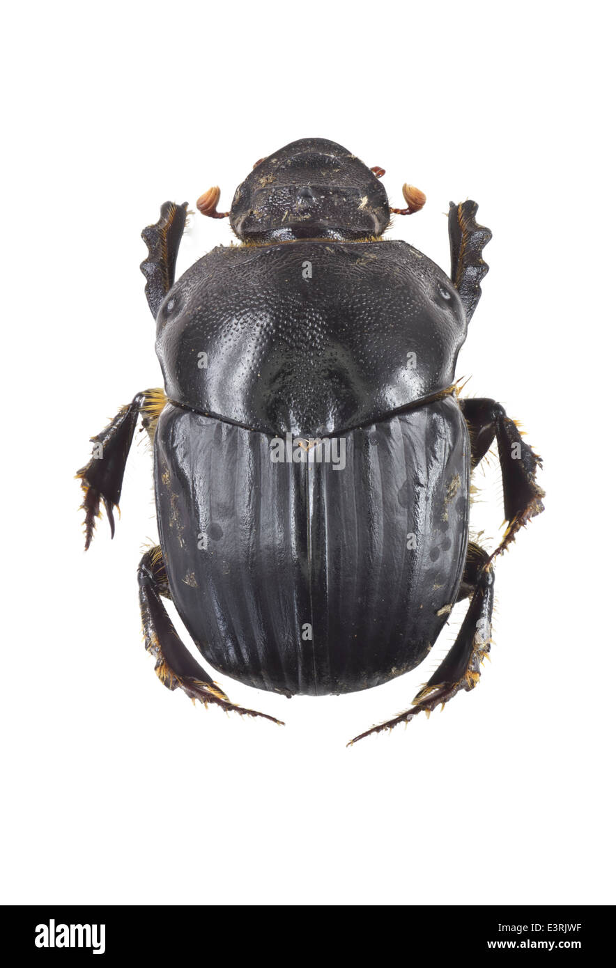 Coleoptera; Scarabaeidae; Onitis belial; male; Fabricius 1798 Stock ...