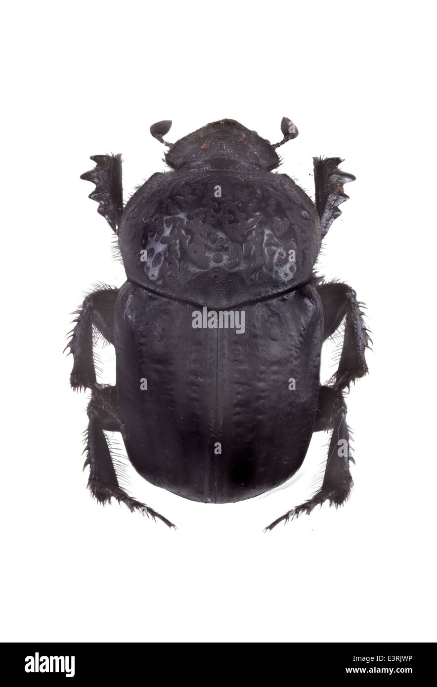 Onitis ion hi-res stock photography and images - Alamy