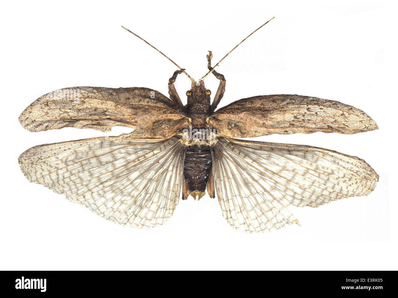 Orthoptera sp hi-res stock photography and images - Alamy