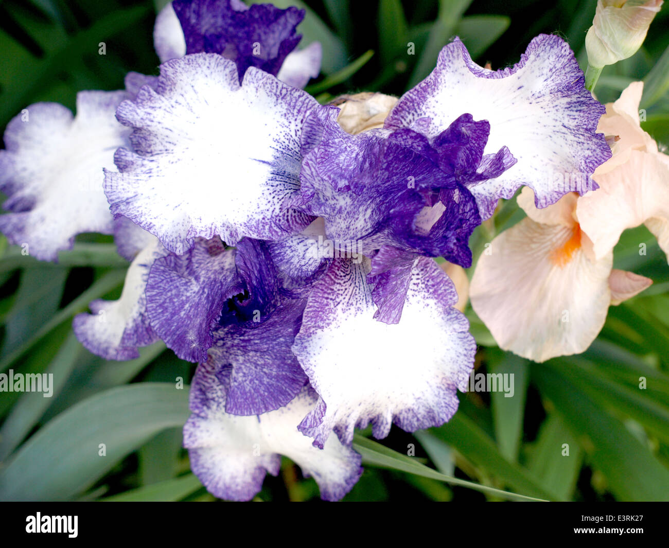 unusual multicolored irises in my garden Stock Photo - Alamy