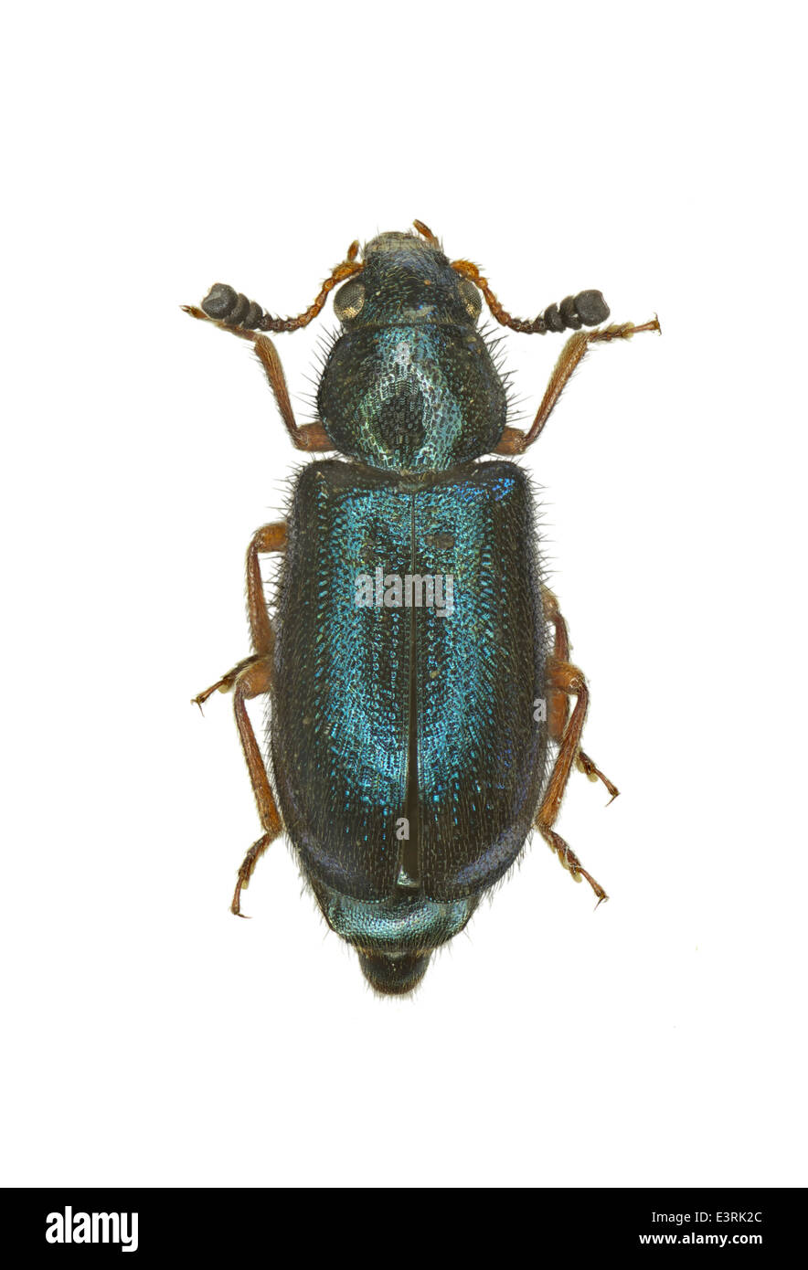 Coleoptera; Cleridae; Necrobia rufipes; Fabricius 1781 Stock Photo - Alamy