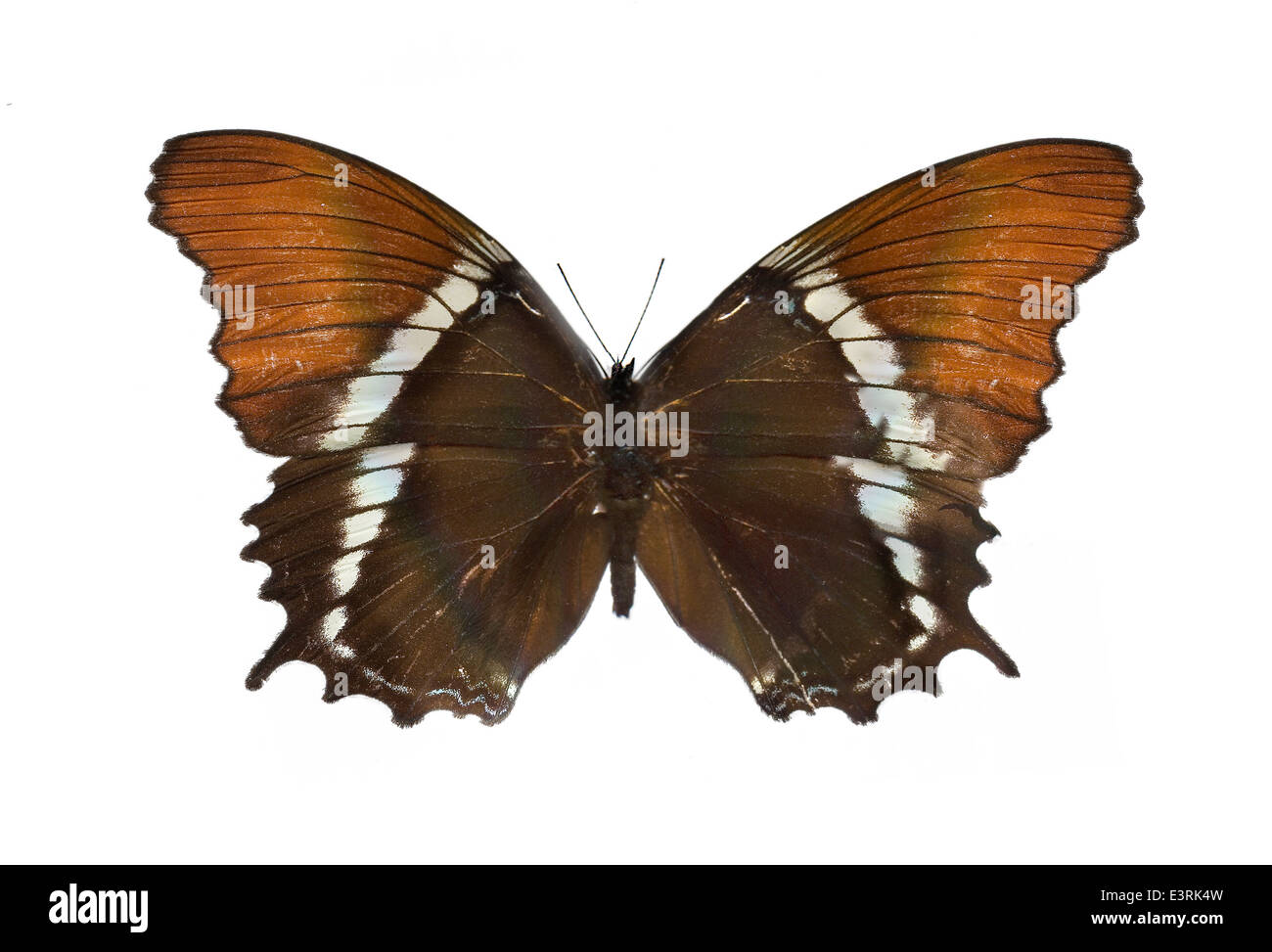 Lepidoptera; Nymphalidae; Metamorpha epaphus; Latreille 1811 Stock ...