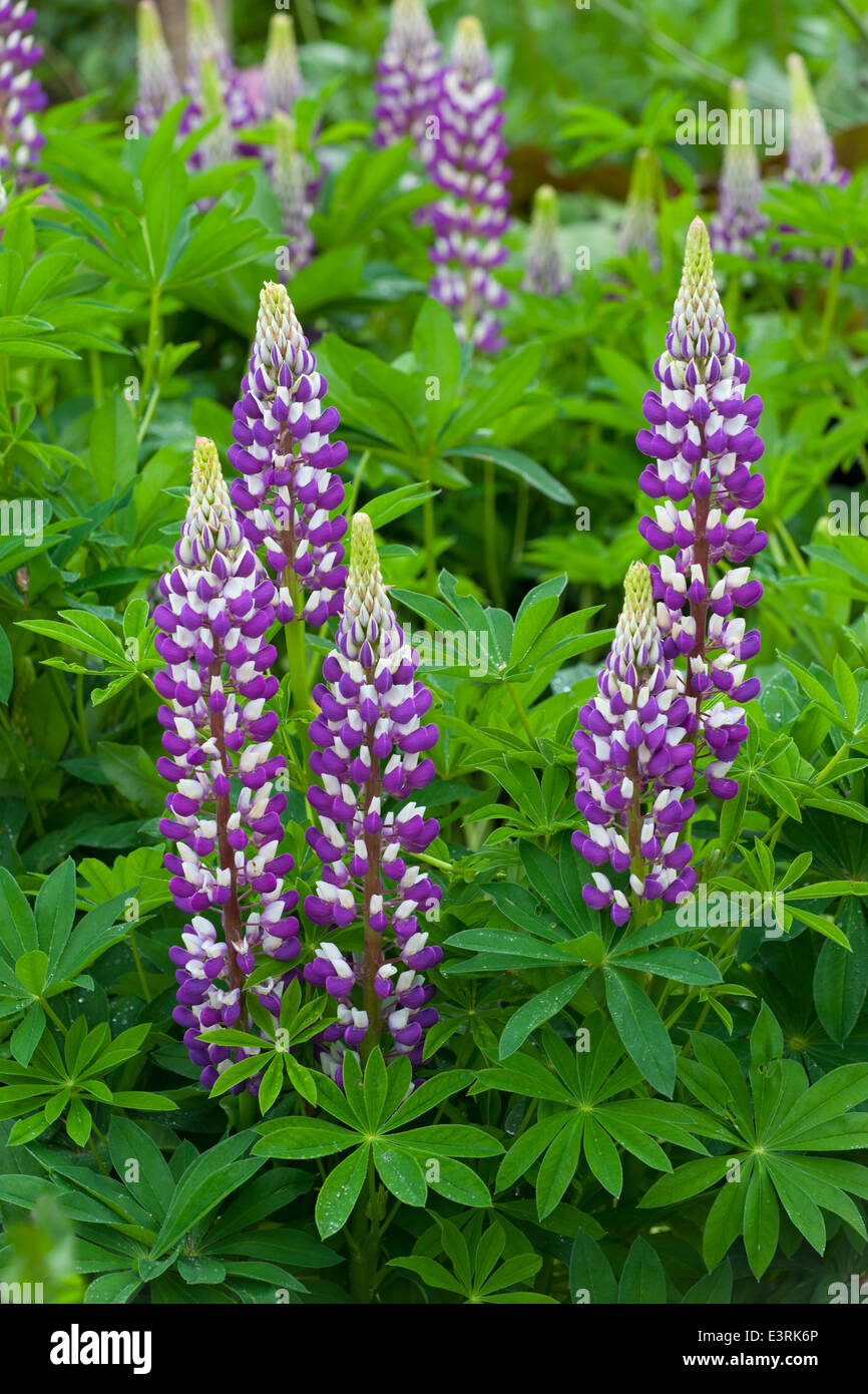 Lupins growing in herbaceous border hi-res stock photography and images ...