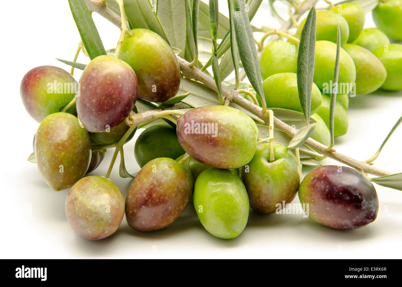 Freshly harvested olives Stock Photo - Alamy