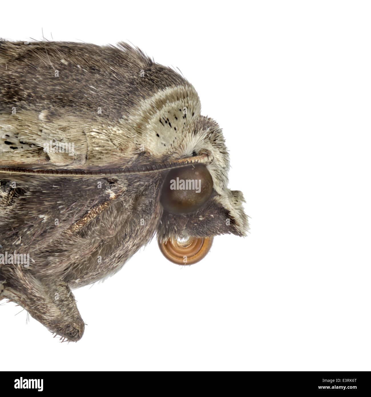 Moth anatomy hi-res stock photography and images - Alamy