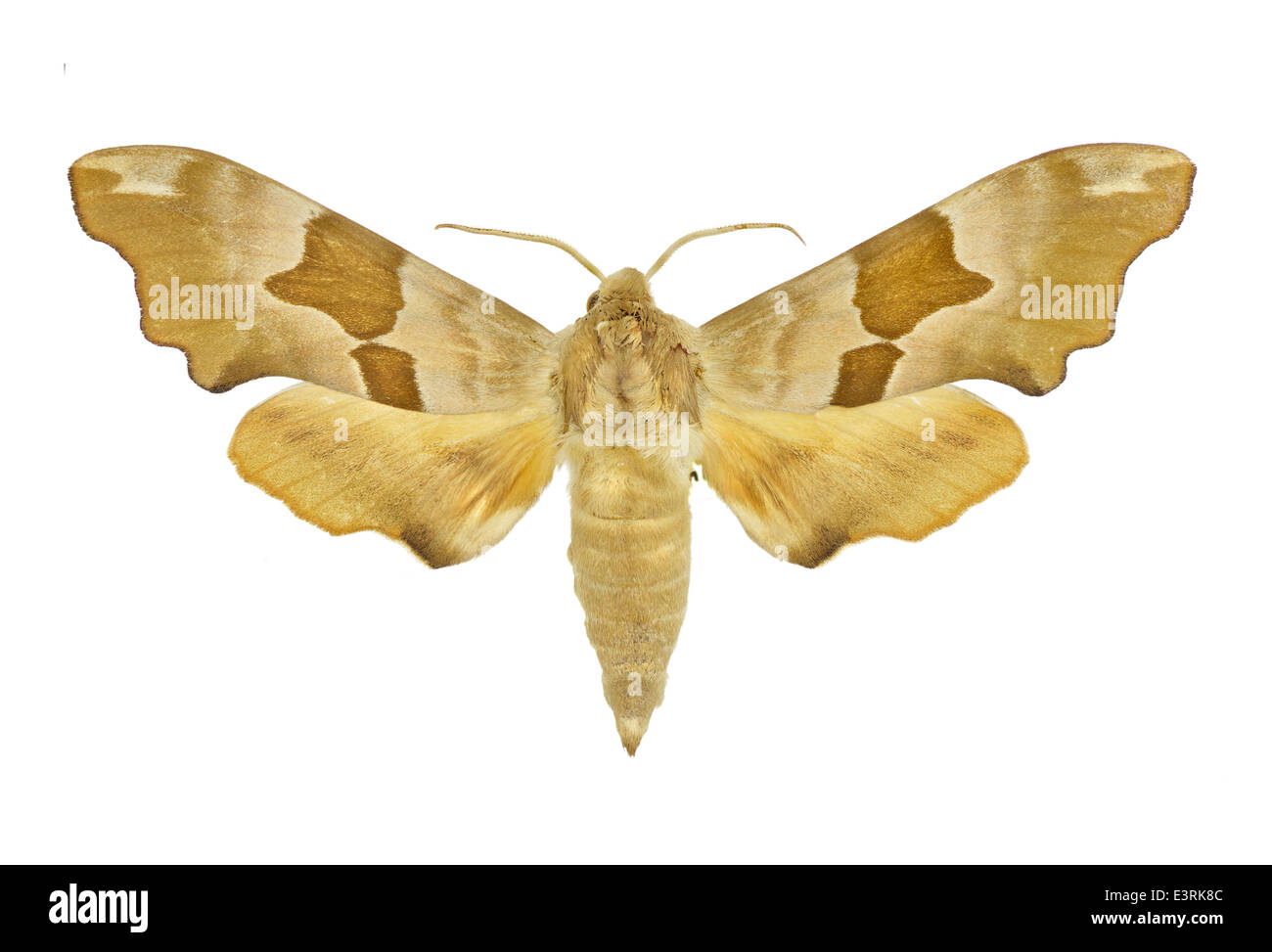 Lepidoptera; Sphingidae; Mimas tliae, Linnaeus 1758; Lime Hawk-moth ...