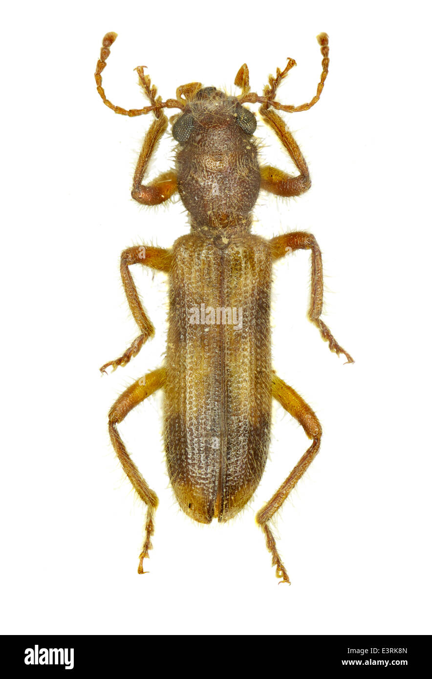 Cleridae Stock Photos & Cleridae Stock Images - Alamy