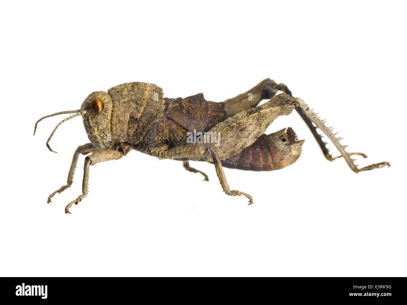 Orthoptera; Pamphagidae; Ocnerodes brunneri; Bolivar 1876; Grasshopper ...