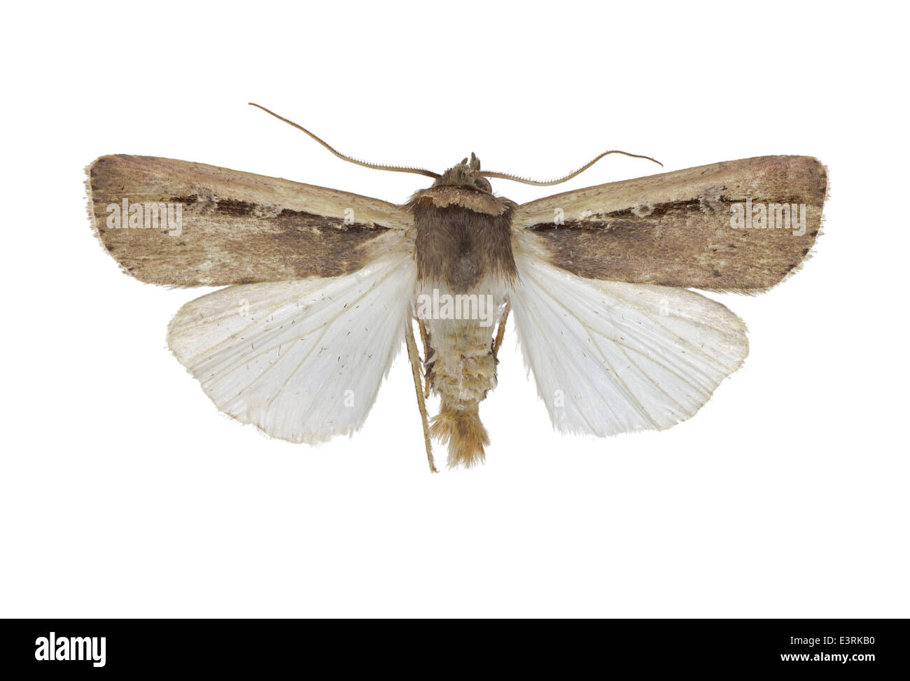 Lepidoptera; Noctuidae; Ochropleura plecta; Linnaeus 1761; Flame ...
