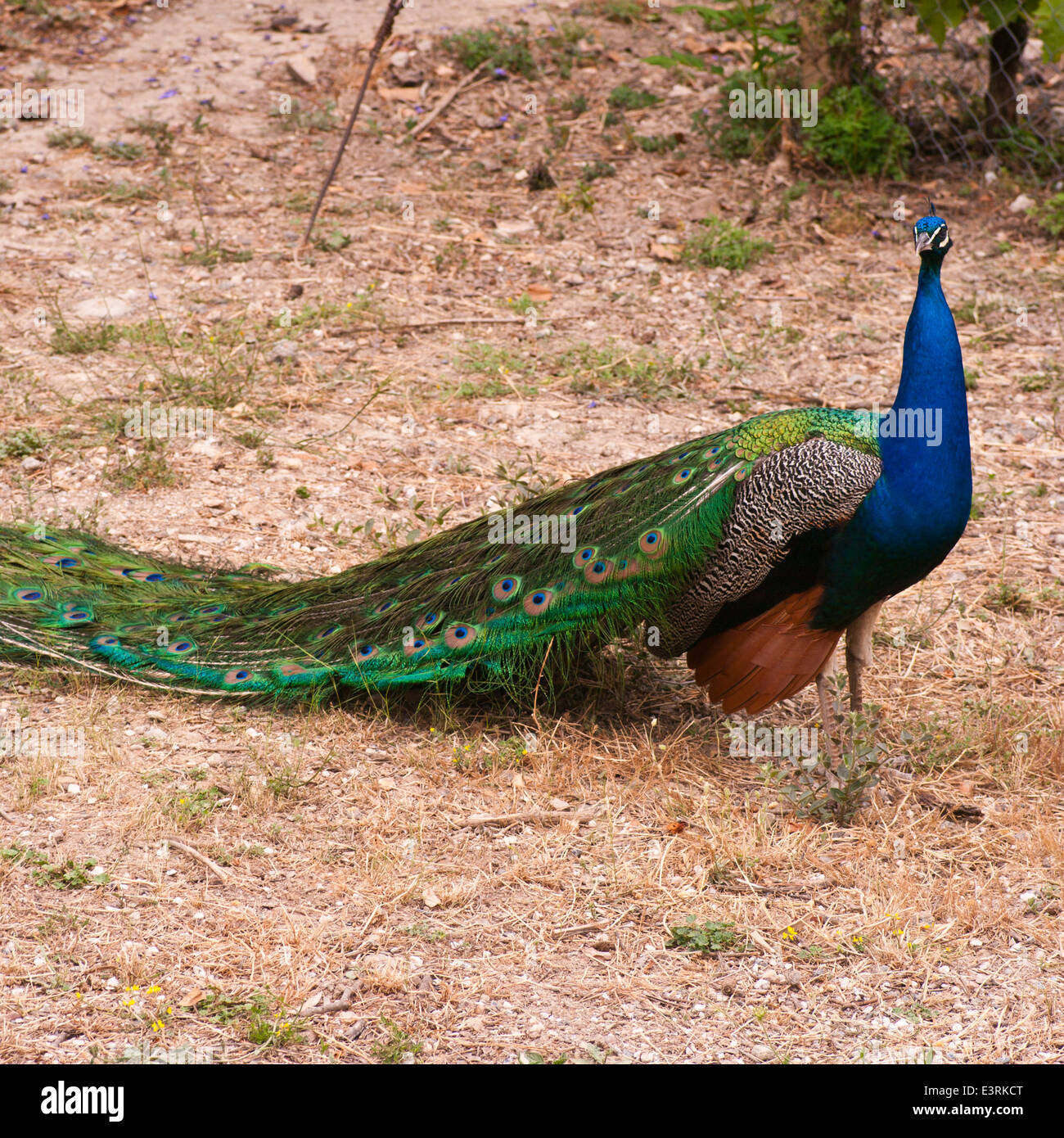 Peacock birds hi-res stock photography and images - Alamy