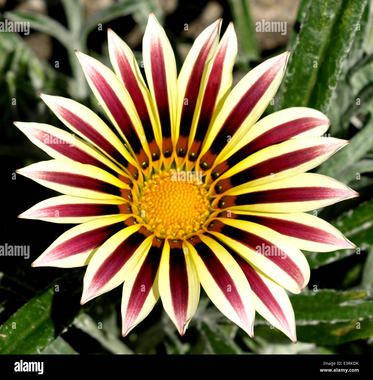 blooming small colorful gerbera in my garden Stock Photo - Alamy