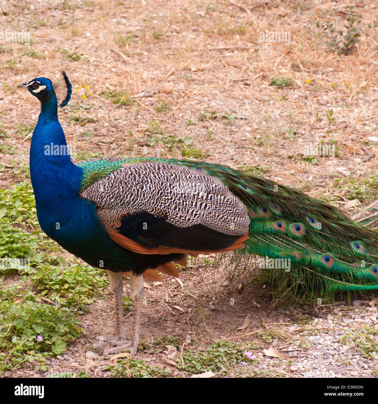 Peacock birds hi-res stock photography and images - Alamy