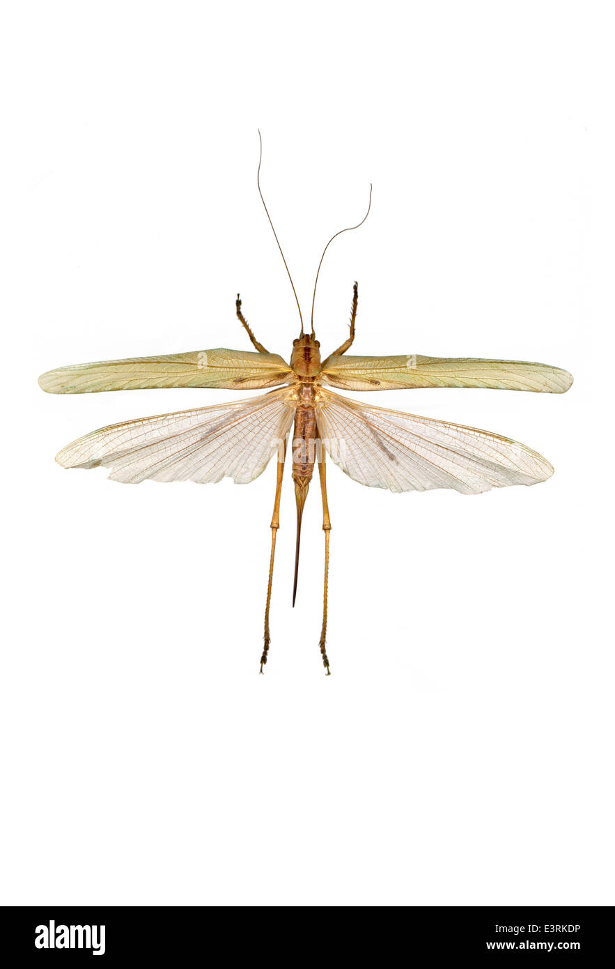 Orthoptera sp, Grasshopper Stock Photo - Alamy