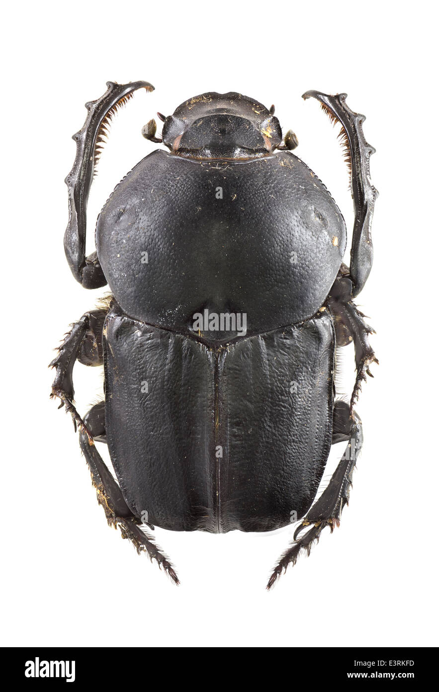 Coleoptera; Scarabaeidae; Onitis belial; female; Fabricius 1798 Stock ...