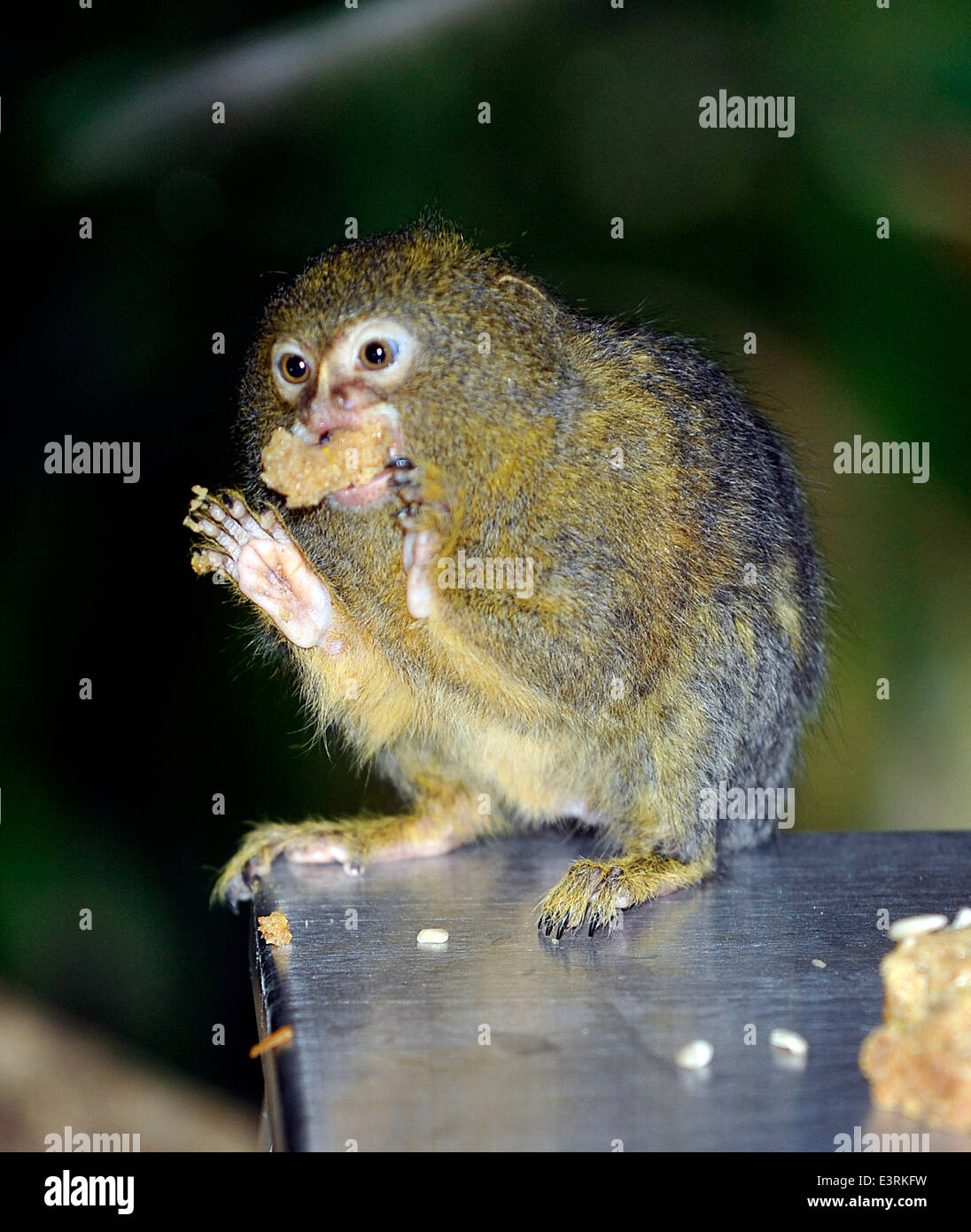 Pygmy Marmosets Eating