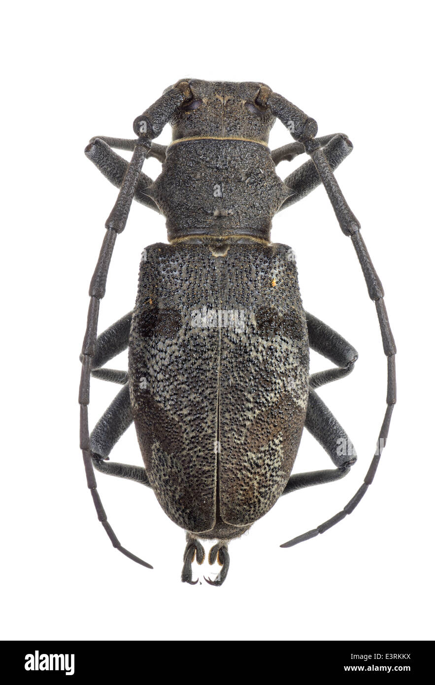 Coleoptera; Cerambycidae; Morimus asper; female; Schulzer 1776 ...