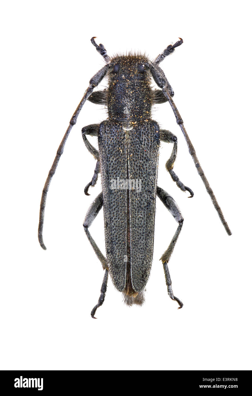 Coleoptera cerambycidae hi-res stock photography and images - Alamy