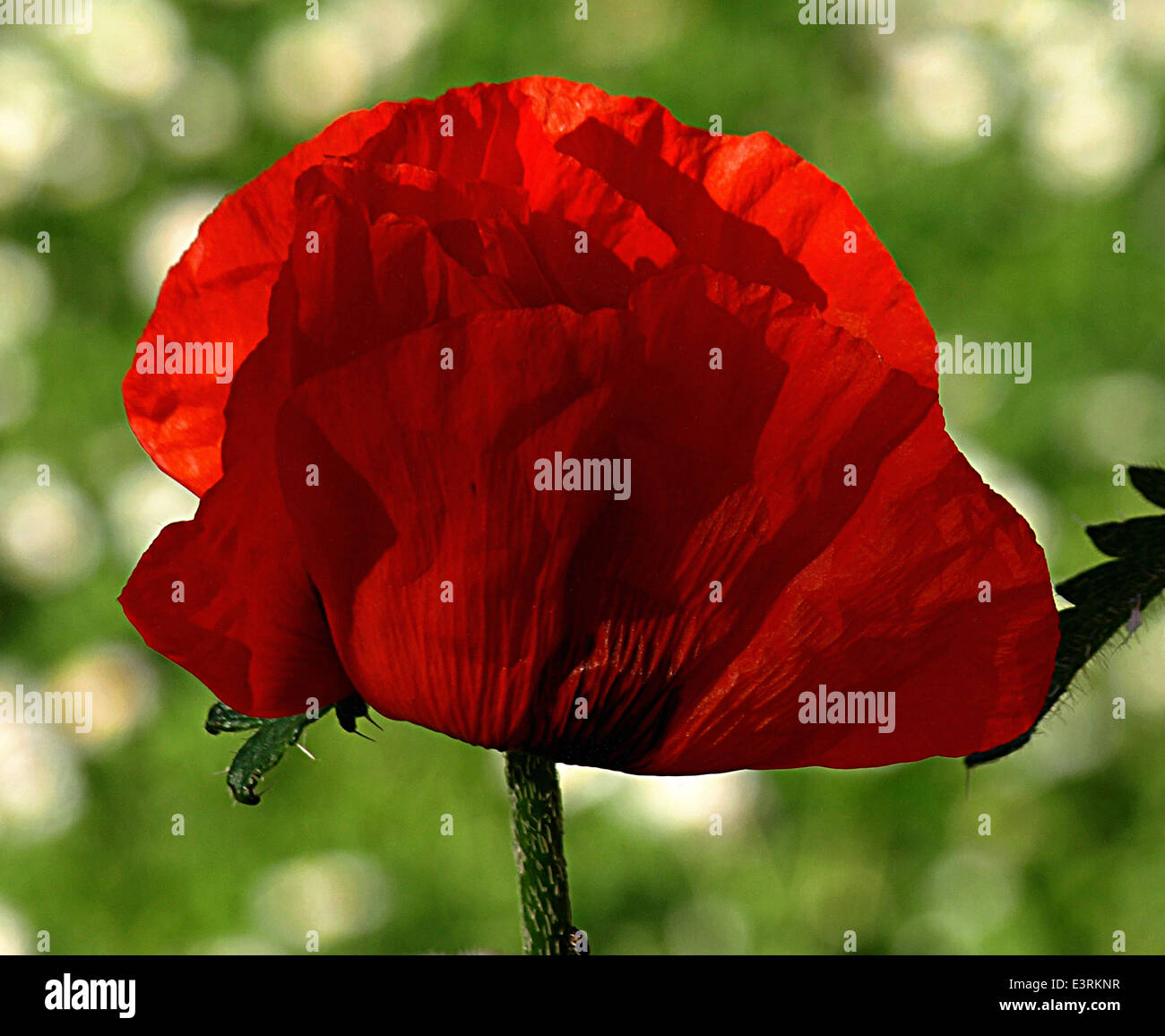 Classic poppies hi-res stock photography and images - Alamy