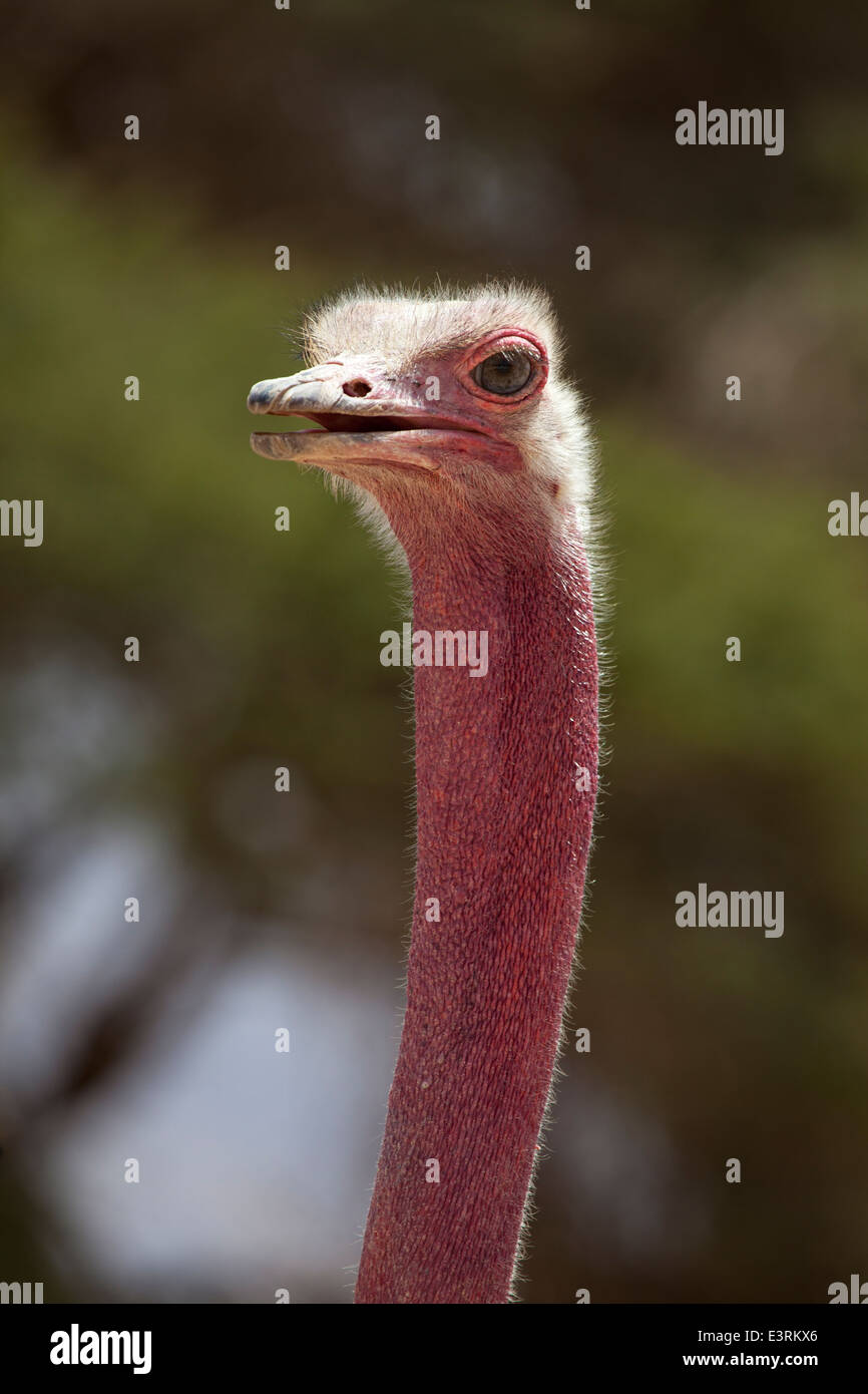 Ostridge hi-res stock photography and images - Alamy