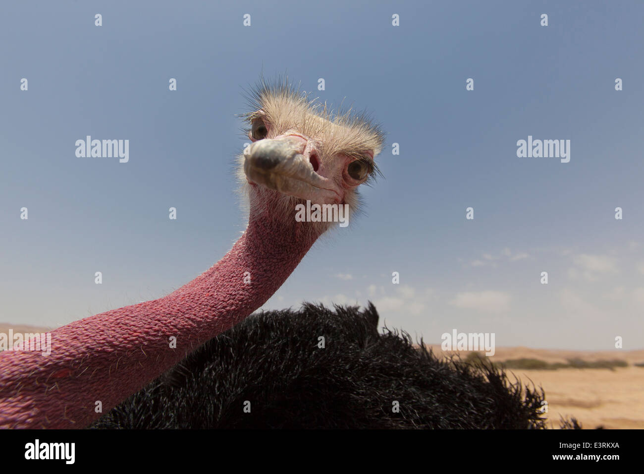 Ostridge hi-res stock photography and images - Alamy