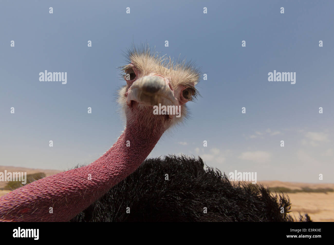 Ostridge hi-res stock photography and images - Alamy