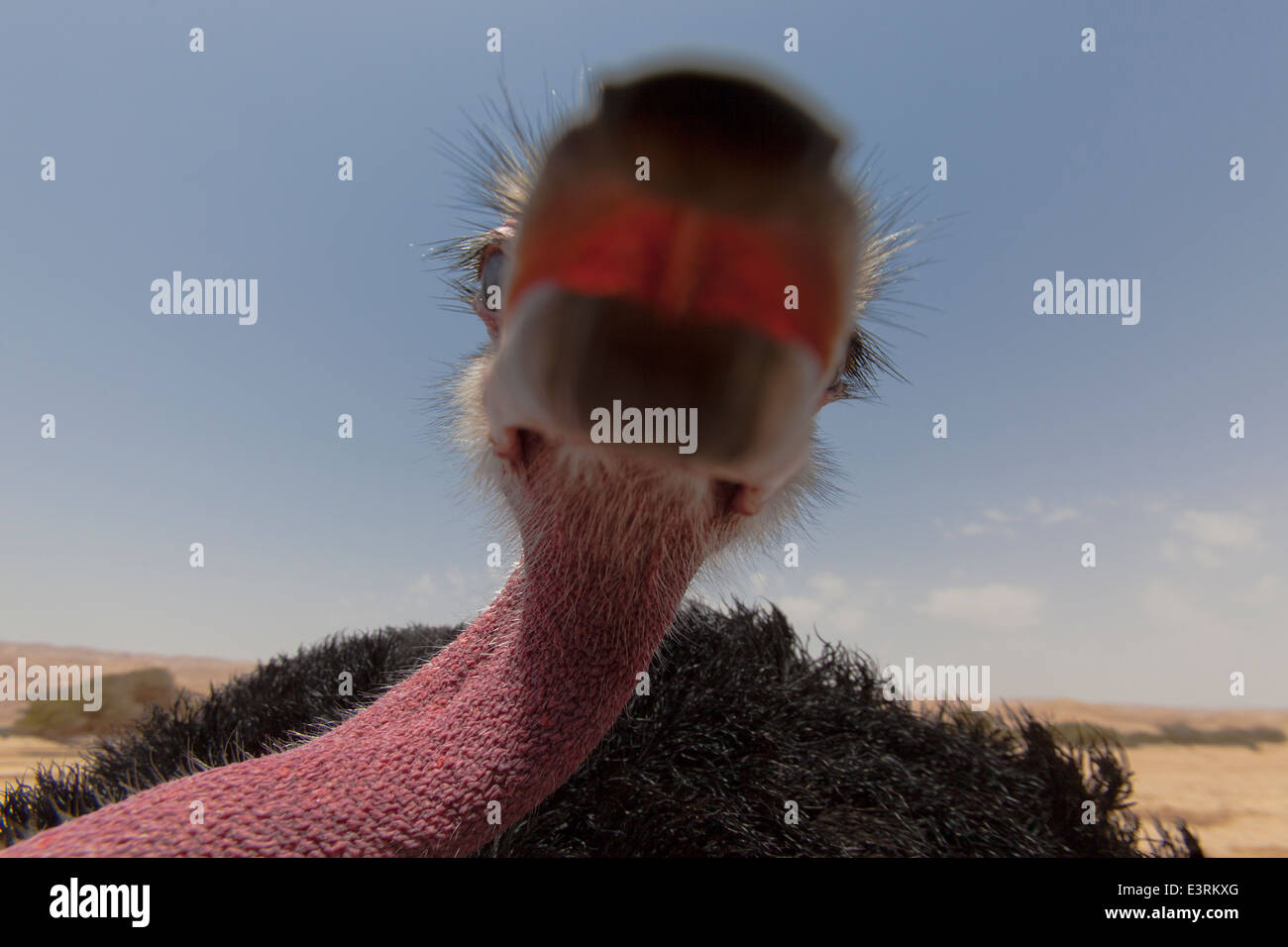 Ostridge hi-res stock photography and images - Alamy