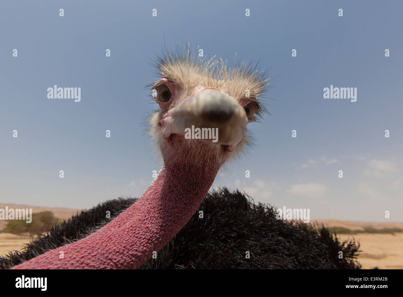 Ostridge Stock Photos & Ostridge Stock Images - Alamy