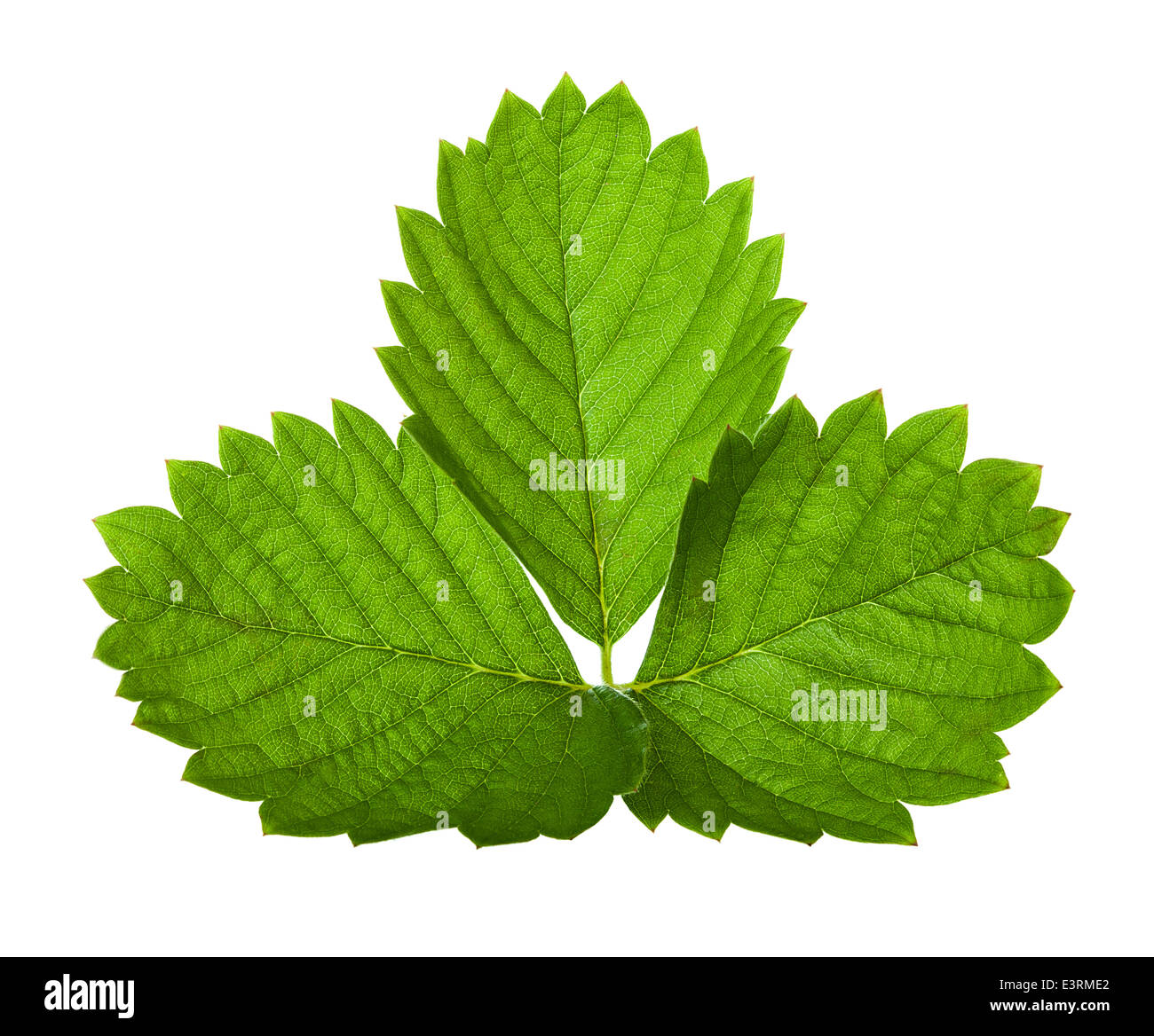 Strawberry leaf isolated on white background Stock Photo - Alamy
