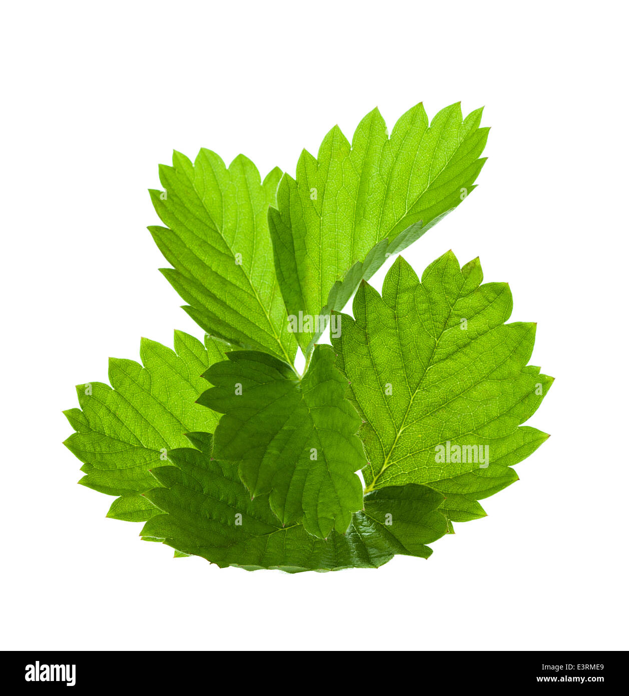 Strawberry leaf isolated on white background Stock Photo - Alamy