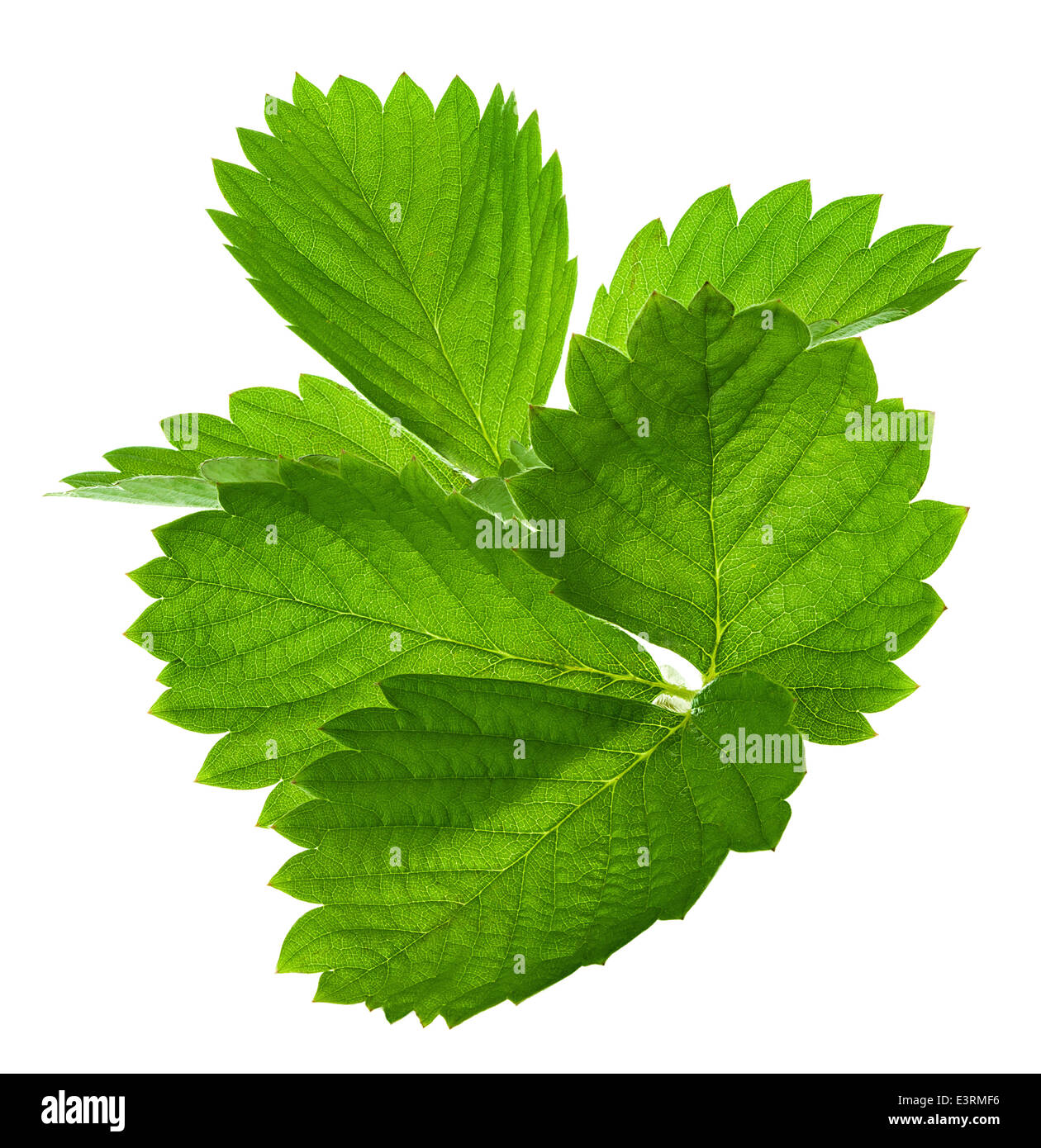 Strawberry leaf isolated on white background Stock Photo - Alamy
