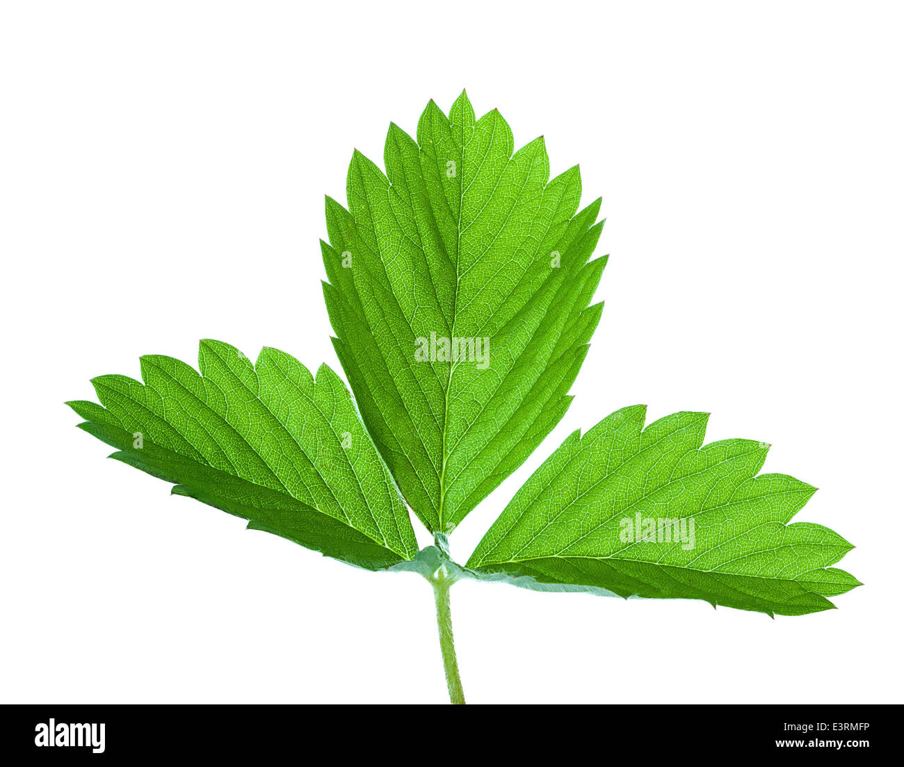 Strawberry leaf isolated on white background Stock Photo - Alamy
