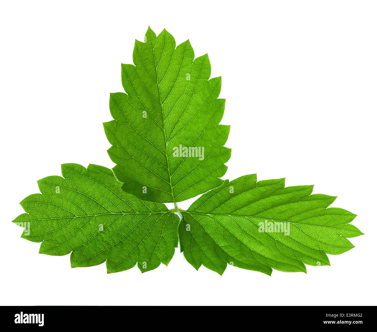 Strawberry leaf isolated on white background Stock Photo - Alamy
