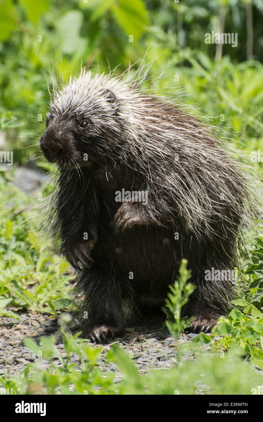 Porcupine standing hi-res stock photography and images - Alamy