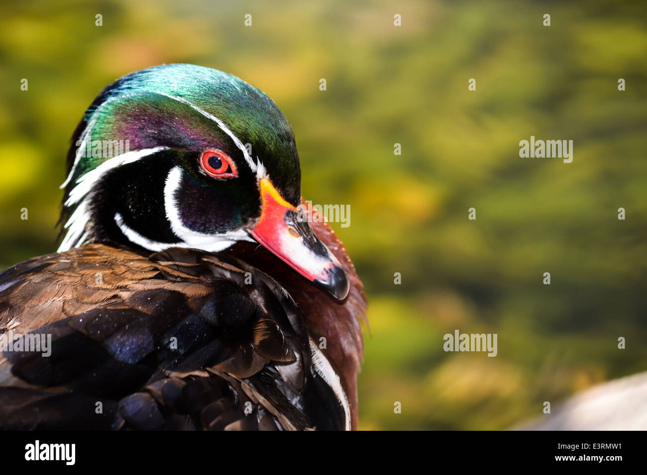 Wood duck bill hi-res stock photography and images - Alamy