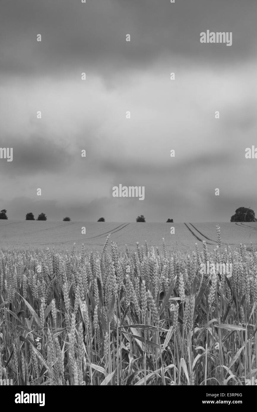 Black and White field of wheat Stock Photo - Alamy