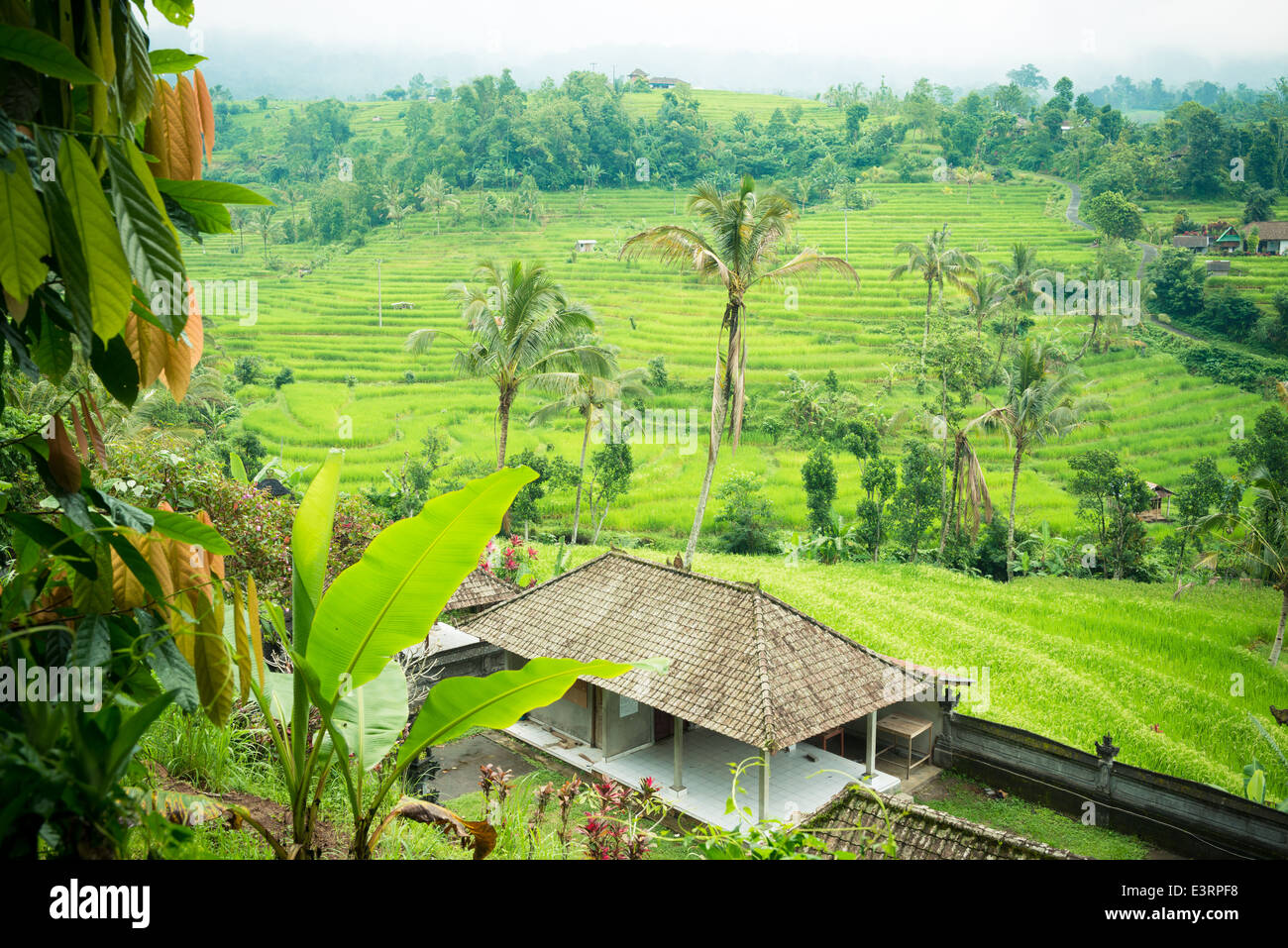 Rice paddies of Bali on the cloudy overcast day with a little rain ...