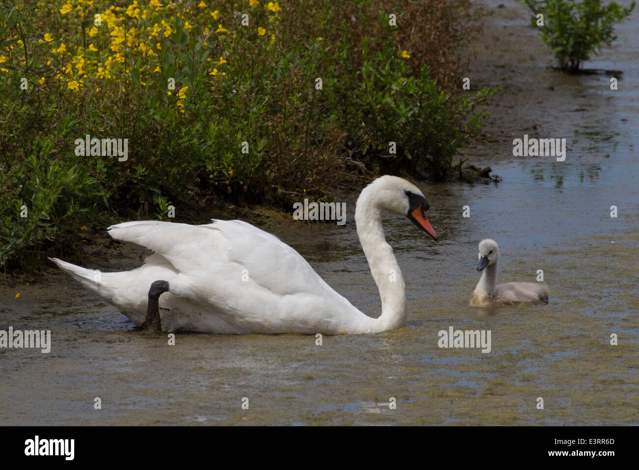 Cygnet hi-res stock photography and images - Alamy