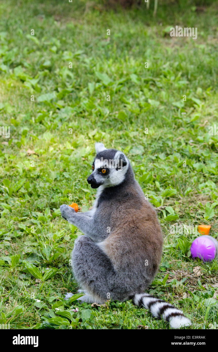 Lemur cat hi-res stock photography and images - Alamy
