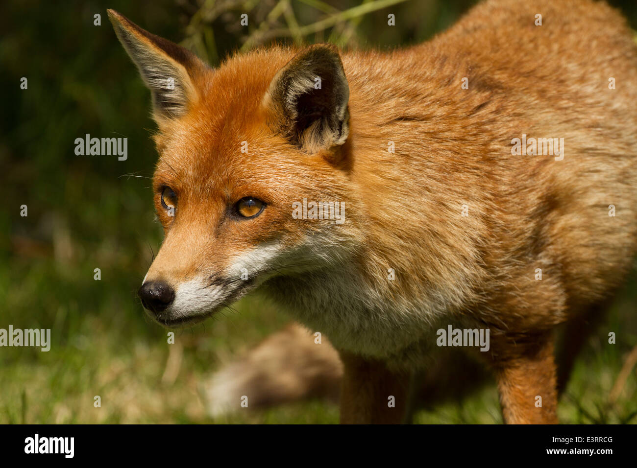European Red Fox (Vulpes vulpes Stock Photo - Alamy