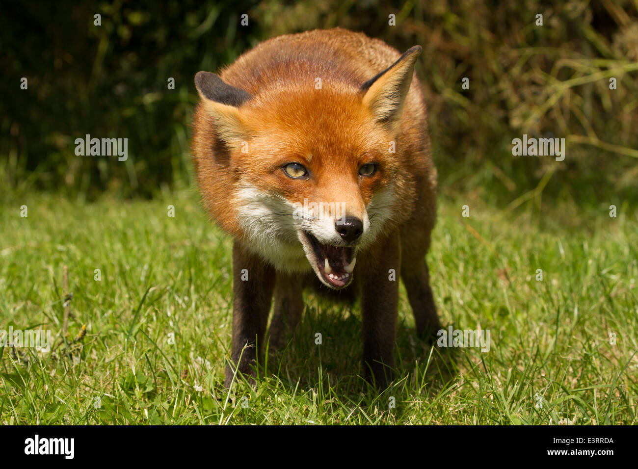 European Red Fox (Vulpes vulpes Stock Photo - Alamy