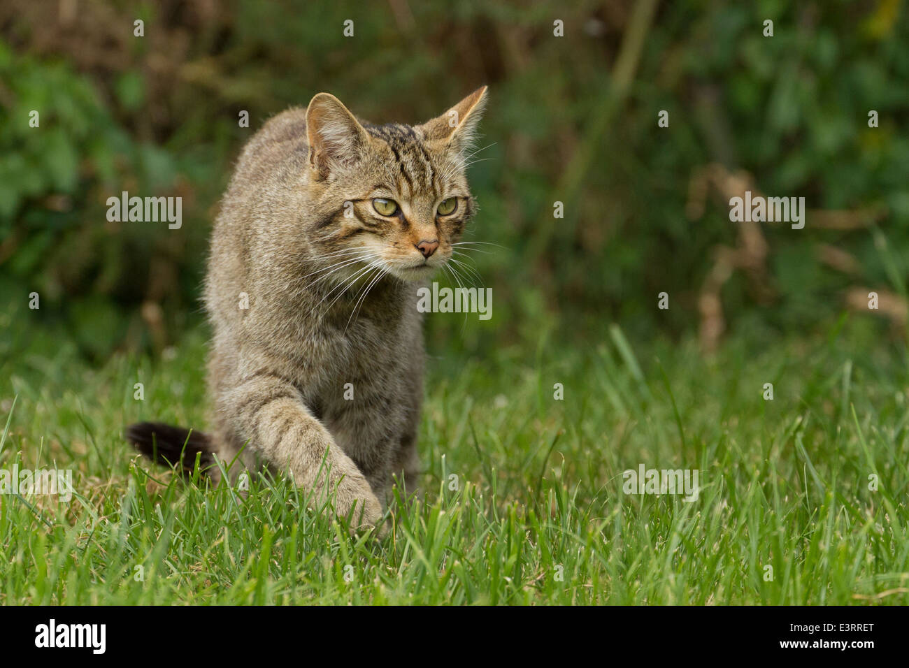 European Wildcat (Felis silvestris silvestris Stock Photo - Alamy