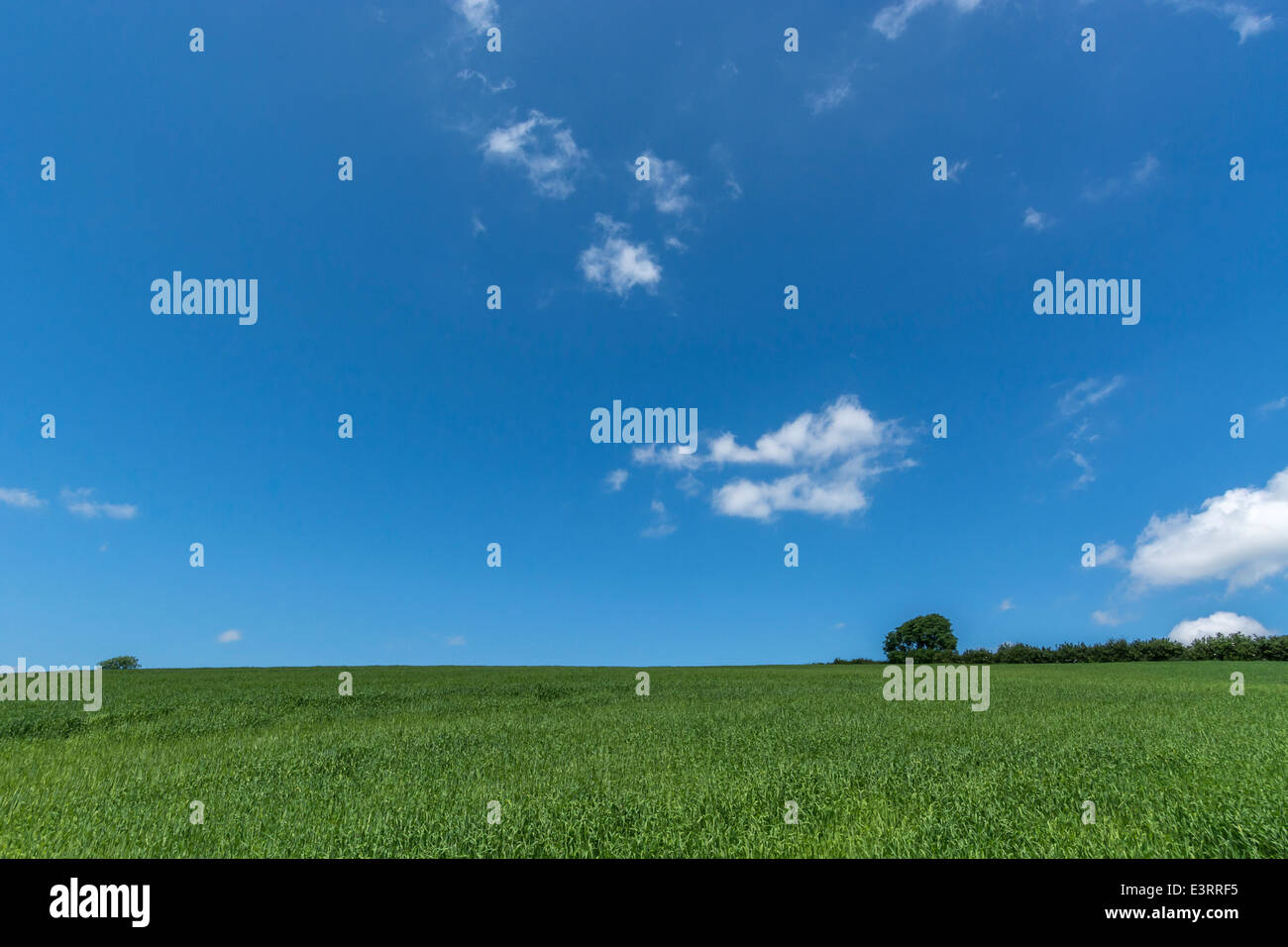 Green fields of England concept. Blue skies over field of growing ...